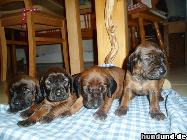 Bayerischer Gebirgsschweisshund, Bayerische Gebirgsbracke Foto 47245 ...