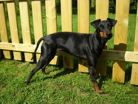 Manchester-Terrier, Black-and-tan Terrier Foto 43878 - hundund.de