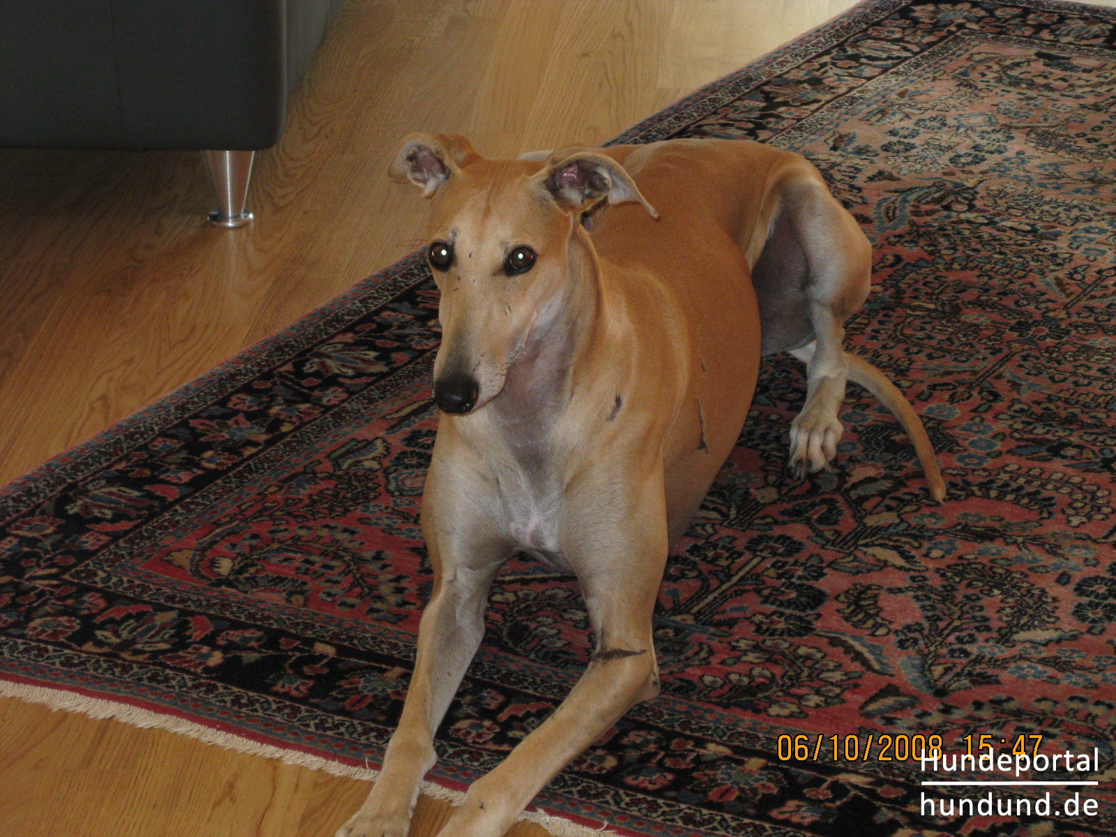 Galgo Espanol Spanischer Windhund Foto 43529 Hundund de