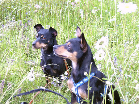 Ratero, Rater Mallorquin Foto 29716 - hundund.de